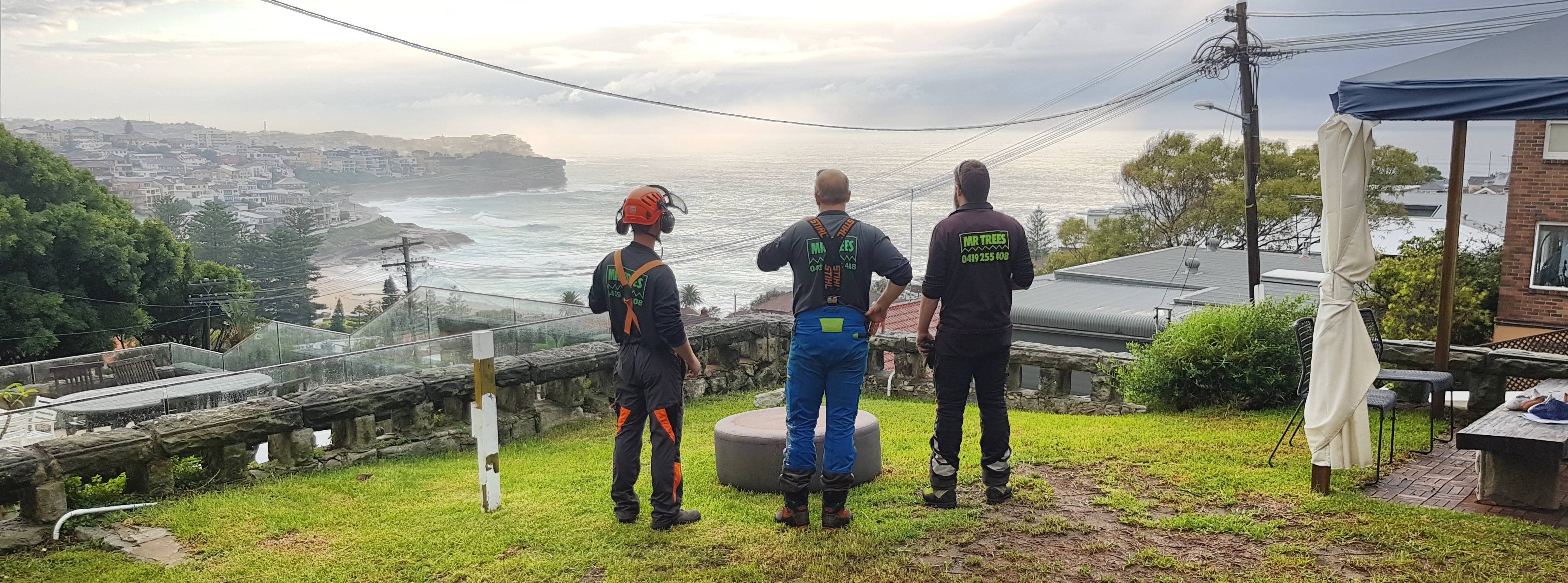 Trusted Sydney Arborist - MR TREES
